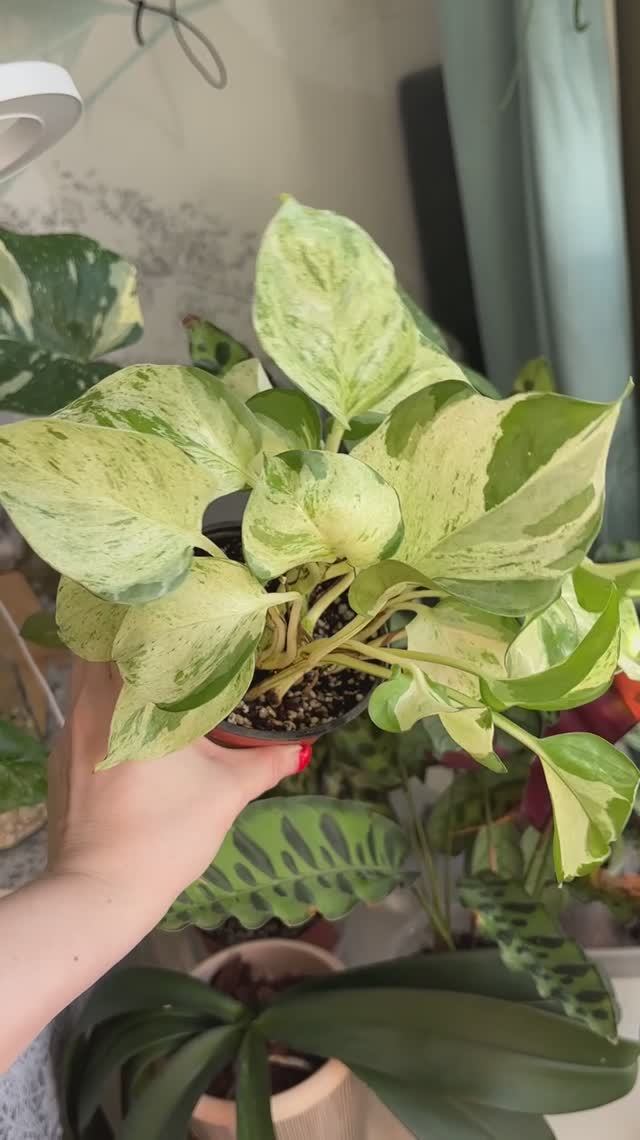 Эпипремнум Хэппи Лиф | Epipremnum Happy Leaf - как выглядит растение (обзор сорта)