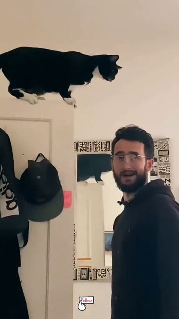 кошки раздают лещей мужчинам