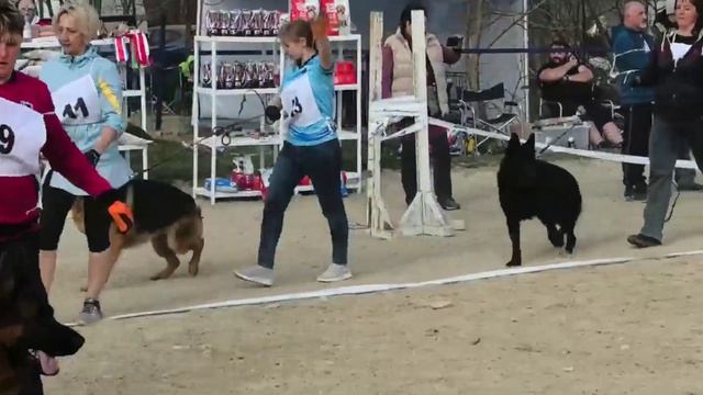 МОЛОДЫЕ КОБЕЛИ / КЧК НОВОРОССИЙСК 21 марта`26 K.Sozeri Моно немецких овчарок