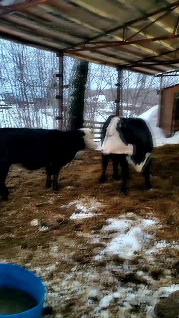 После ЧС я дал имена всем телочкам 🐮💔💝