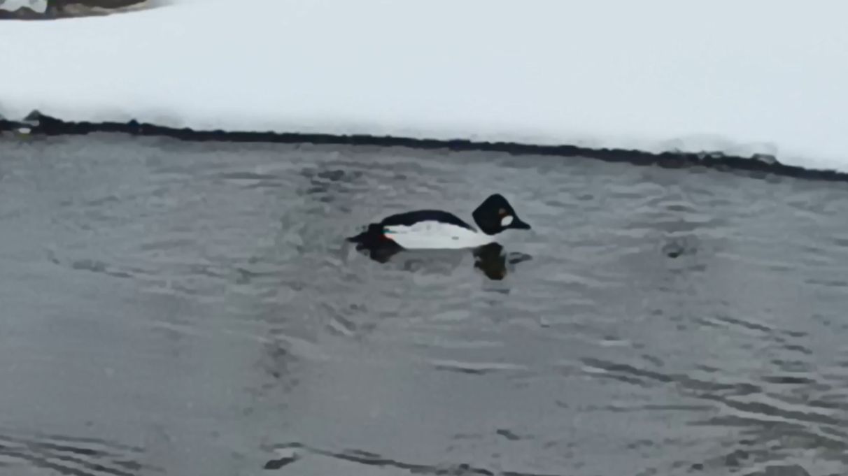 Утиная ферма 5