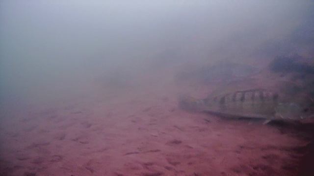 Сылва