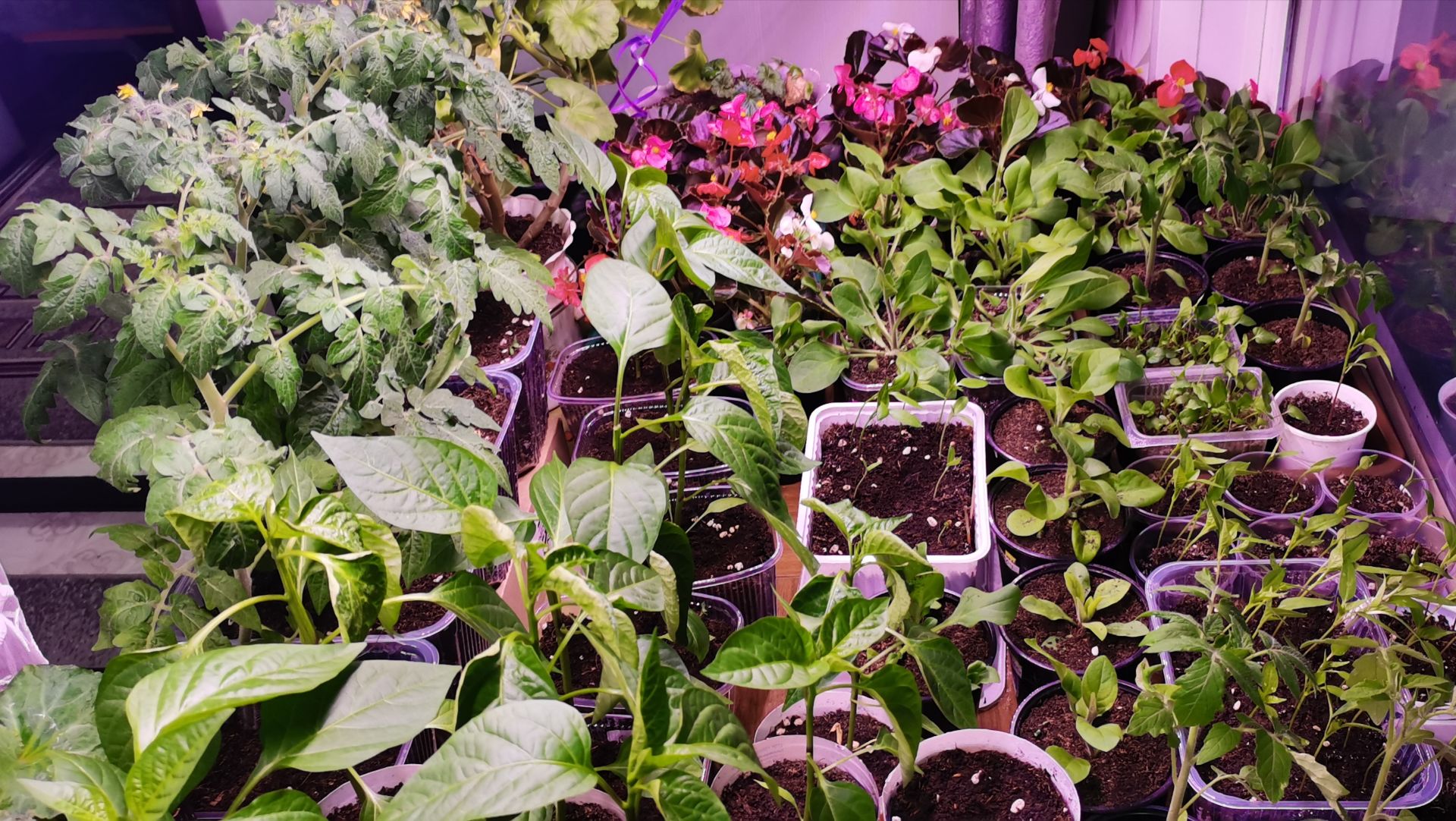 Томаты торопыги уже взошли обзор рассады на 25 марта к нам пришла вода!