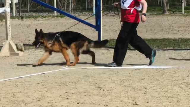 ПОДРОСТКИ СУКИ / КЧК НОВОРОССИЙСК 21 марта`26 K.Sozeri Моно немецких овчарок