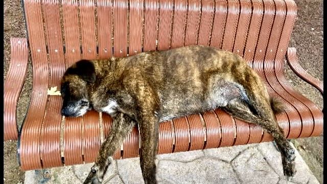 Поём и шутим.  Простая песенка.  Эфир от Раисы Йилдырим