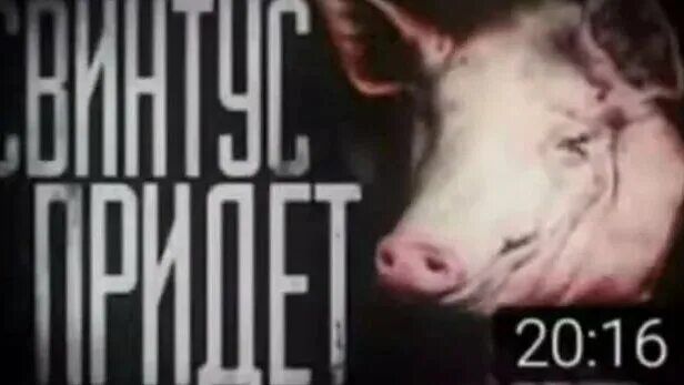 призыв свинтус вызвали?!?! правда или фейк?