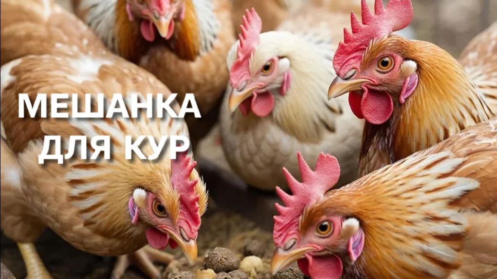 Жизнь в деревне Хоть тепло и пришло не забывайте давать витамины и мешанки курам-несушкам