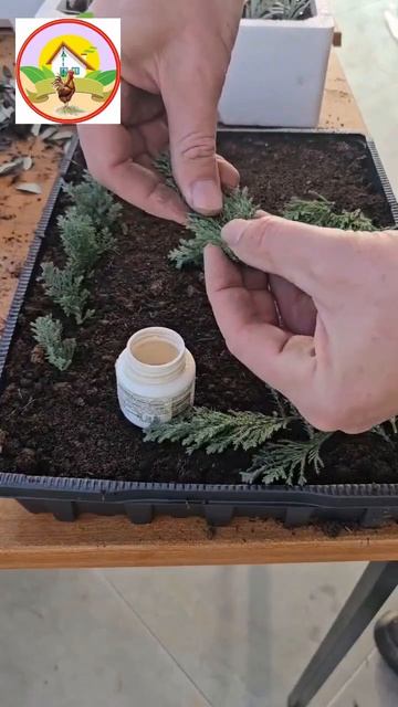 Самый простой способ размножение хвойников. Корневин.