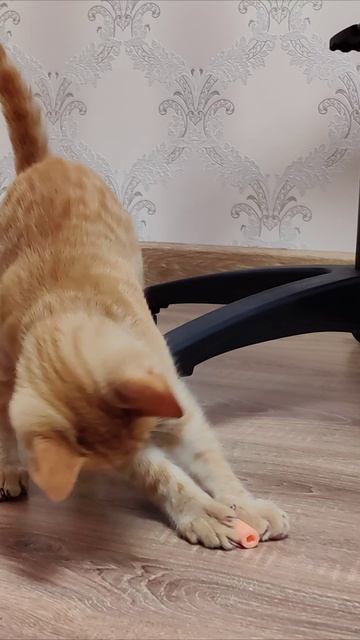 Нападение котенка 2. Кошки и котята