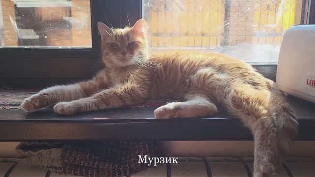 Мартовские коты. The March Cats