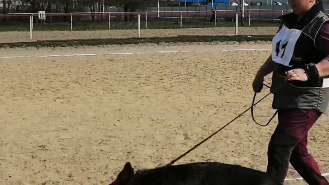 ЮНИОРЫ СУКИ ДШ / КЧК НОВОРОССИЙСК 21 марта`26 K.Sozeri Моно немецких овчарок