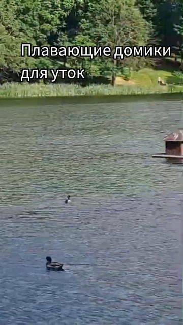 домики плавающие для уток# лето#2025#