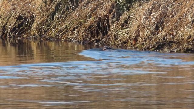 Наблюдаем  за проплывающим по Ижоре бобром 24 марта 2026