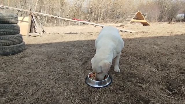 Выдержка перед едой. Как правильно кормить собаку?