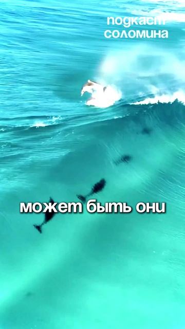 КАКОЙ Разум у ДЕЛЬФИНОВ? | Полный выпуск на канале Глеб Соломин