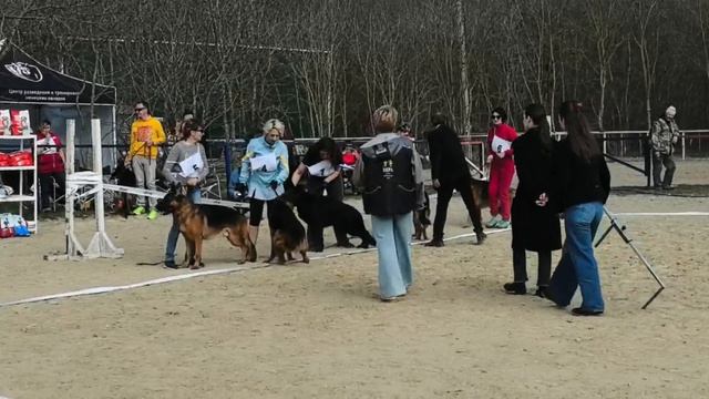 ЮНИОРЫ КОБЕЛИ / КЧК НОВОРОССИЙСК 21 марта`26 K.Sozeri Моно немецких овчарок