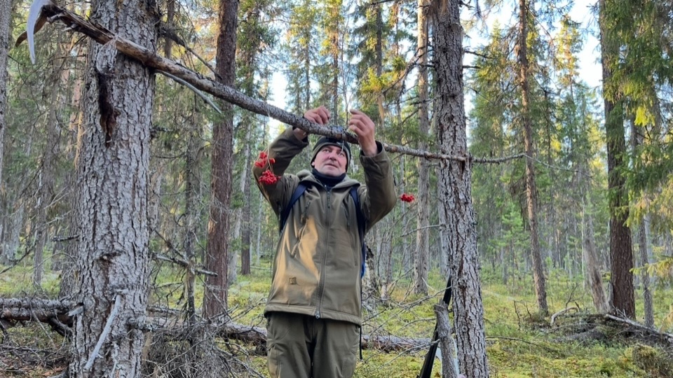 Добываем дичь без ружья. Охота на боровую.