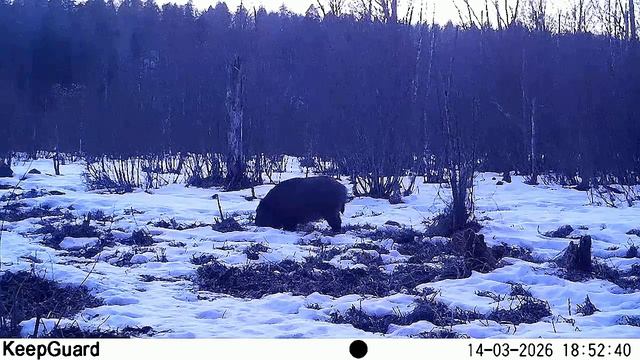 Кабаны заповеднике «Кивач» 14.03.2026