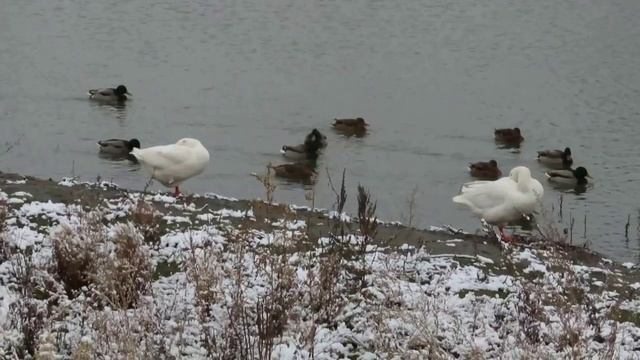 Гуси были на Искитимке(никто не знает откуда они)Потом их в Томскую увезли