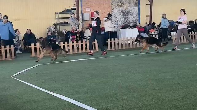 ПОДРОСТКИ КОБЕЛИ / КЧК БРОННИЦЫ 14 марта`26 З.Данильченко Моно немецких овчарок