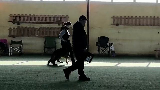 2 Отл. СС De Orse Mak Flai UMIZUMI +++ №54. БРОННИЦЫ 14 марта`26 Моно немецких овчарок