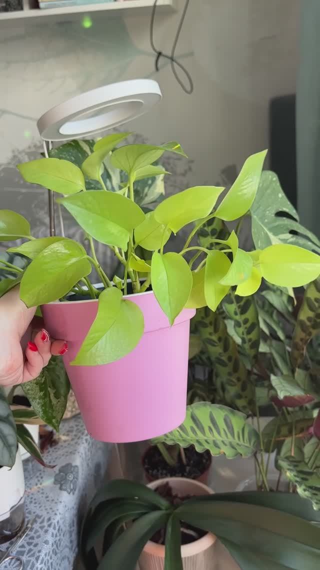 Эпипремнум Неон | Epipremnum Neon - как выглядит растение (обзор сорта)