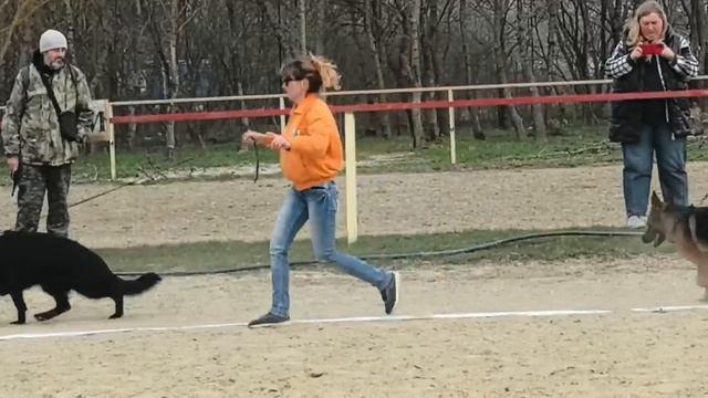 МОЛОДЫЕ СУКИ / КЧК НОВОРОССИЙСК 21 марта`26 K.Sozeri Моно немецких овчарок
