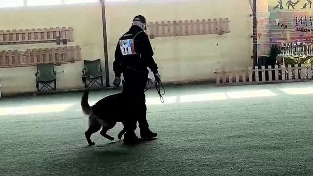 б/о Black Magic Of The Sun DEMYAN не/отп. №21. БРОННИЦЫ 14 марта`26 Моно немецких овчарок