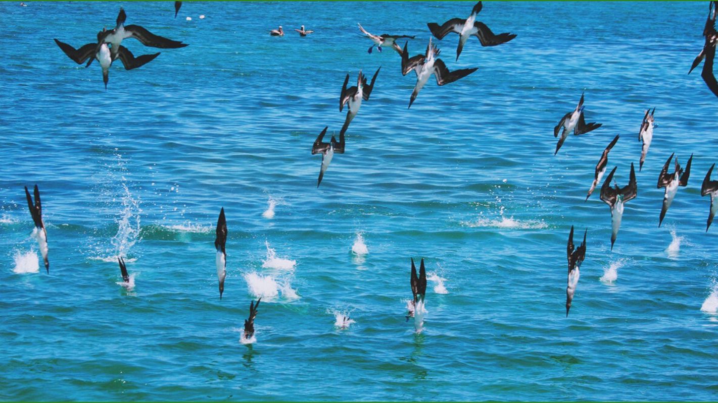 Морские птицы олуши промышляют рыбалкой)))