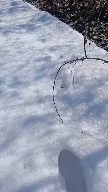 Обрезка фруктовых деревьев весной