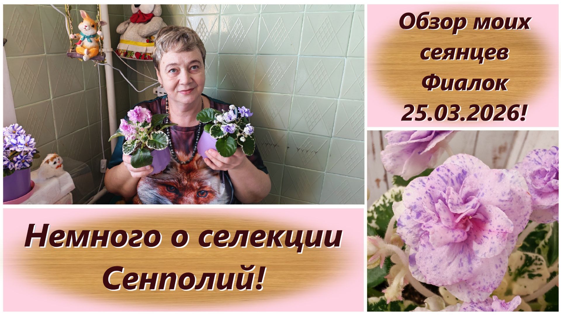 Обзор моих сеянцев Фиалок 25.03.2026! Немного о селекции Сенполий!