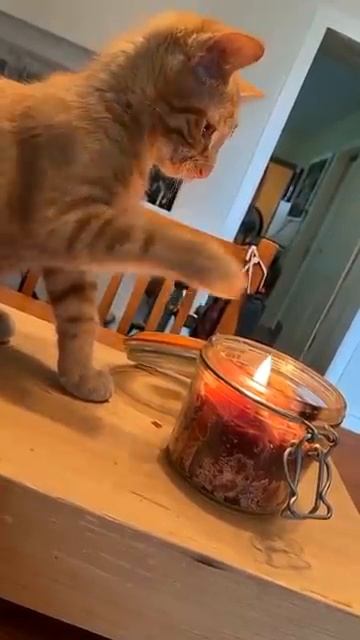 НИКОГДА НЕ УГАДАЕШЬ, ЧТО КОТ СДЕЛАЕТ В СЛЕДУЮЩУЮ СЕКУНДУ 😱 Угарные выходки 2026 🐱