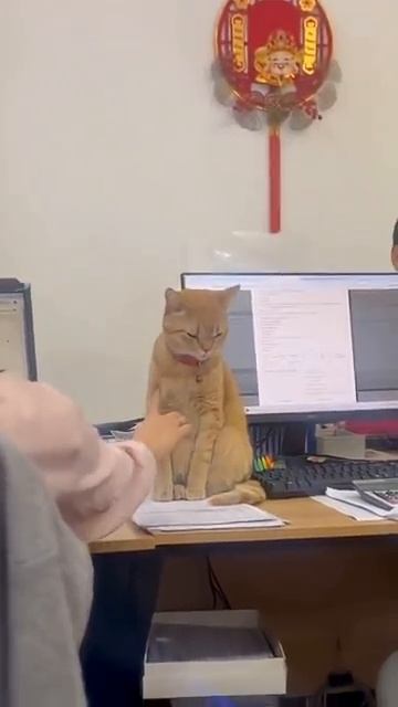 РАЗЫГРАЛ СВОЕГО КОТА 😸 Его реакция бесценна 🐱 Приколы с котами 2026 🔥