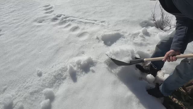 Наконец-то раскопали дорогущие пионы от снега. Зачем так рано?