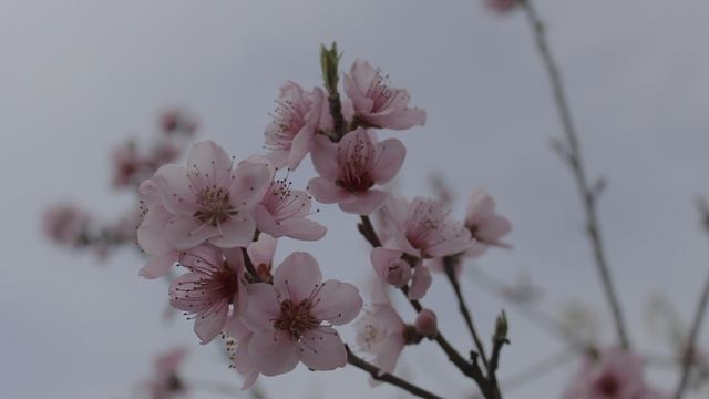 HDR‑феерия: парад цветов