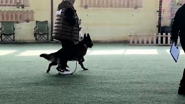 1 Отл. КЧК Kleoshloss YAKUDZA +++ №53. БРОННИЦЫ 14 марта`26 Моно немецких овчарок