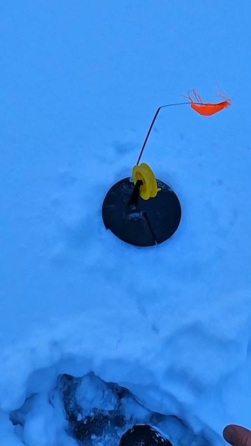 Жерлицы и щука