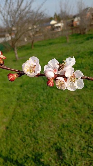 Пчёлы на абрикосе