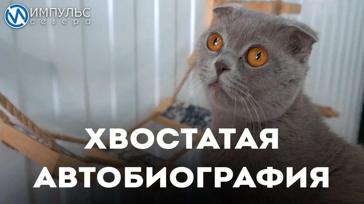 Кошка Ася о чувстве собственного достоинства и ожидании своих людей