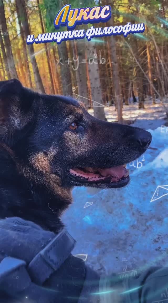 "15 сек. философии" ❥ Приют в Малинках #приютдляживотных