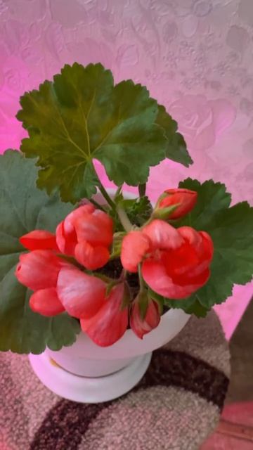 ДНР. Харцызск.Первое цветение черенка тюльпановидной пеларгонии Red Pandora