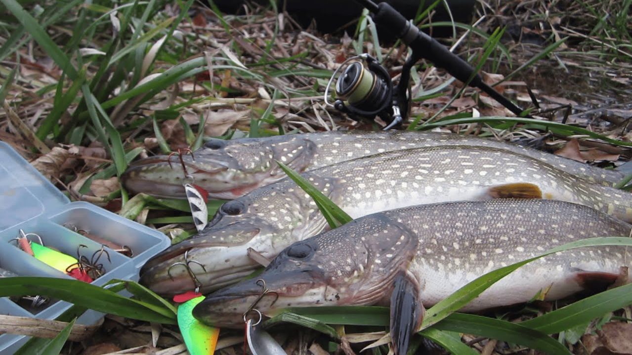 ЭТА ЗОЛОТАЯ ПРИМАНКА ВЫРУЧИЛА МЕНЯ. РЫБАЛКА НА СПИННИНГ.