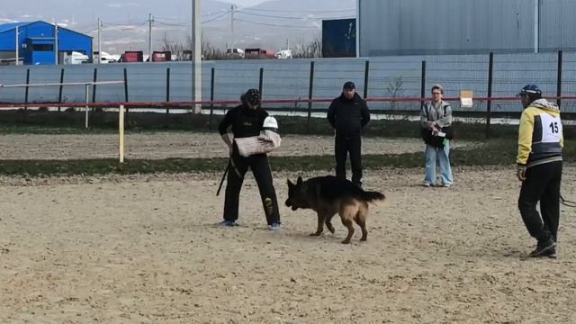 Уд Баунти Вэй ВИНСЕНТ - №15. НОВОРОССИЙСК 21 марта`26 Моно немецких овчарок