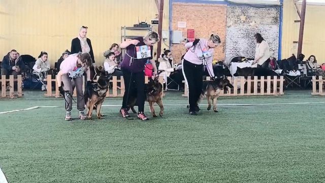 ПОДРОСТКИ СУКИ / КЧК БРОННИЦЫ 14 марта`26 З.Данильченко Моно немецких овчарок