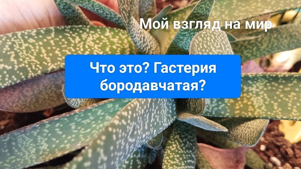 Что это? Гастерия бородавчатая? 25-03-2026