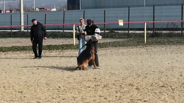 1 Оч/хор Хельген Хаус АНТЕЙ ++- №39. НОВОРОССИЙСК 21 марта`26 Моно немецких овчарок