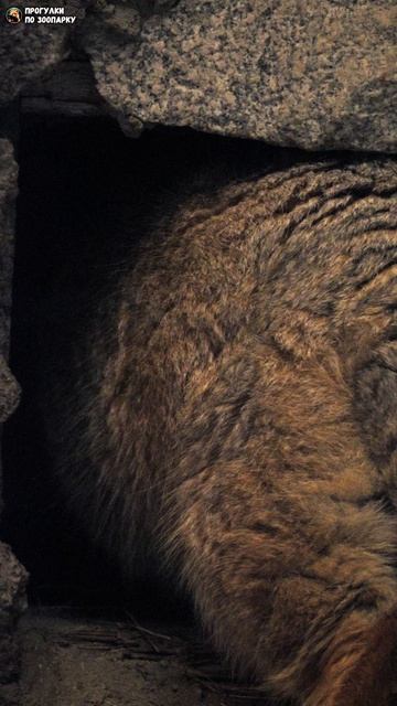 Манул Пепе гуляет в сумерках. Ленинградский зоопарк