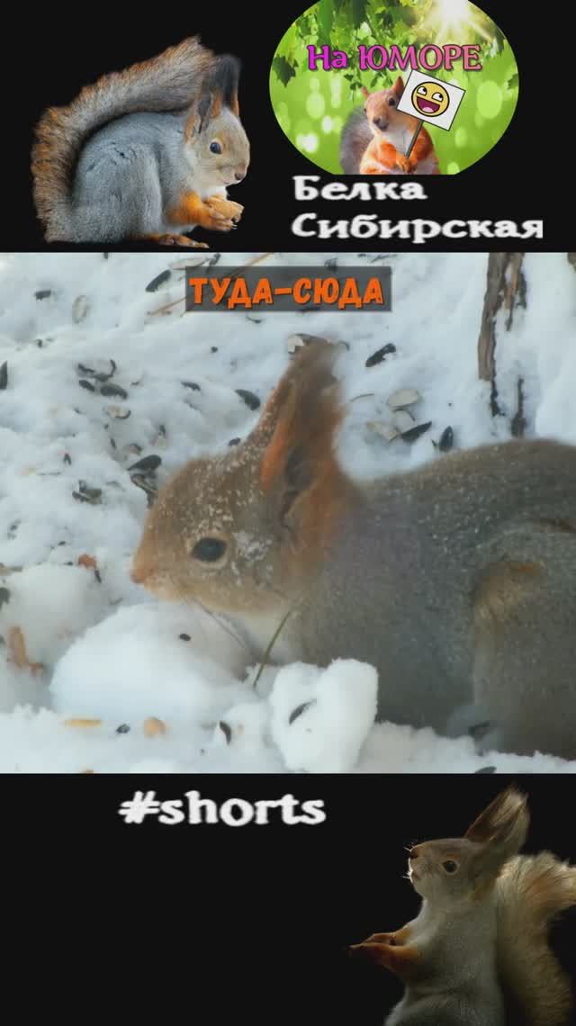 Белка копошится в снегу