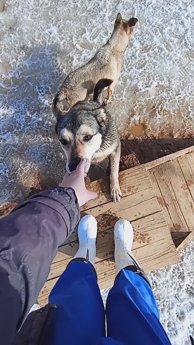 "На ступень выше" ❥ Приют в Малинках #приютдляживотных