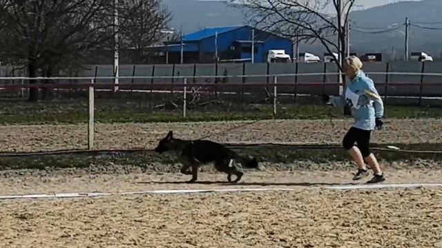 ЩЕНКИ СУКИ / КЧК НОВОРОССИЙСК 21 марта`26 K.Sozeri Моно немецких овчарок